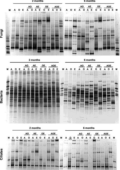 DGGE Patterns Of DNA Of Fungal Bacterial And Ciliate Assemblages On Download Scientific