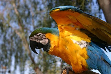 Macaw Wallpaperbirdmacawvertebratebeakparrot 511149 Wallpaperuse