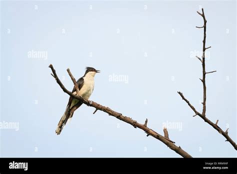 Jacobin Cuckoo Clamator Jacobinus Perched On Tree Keoladeo National