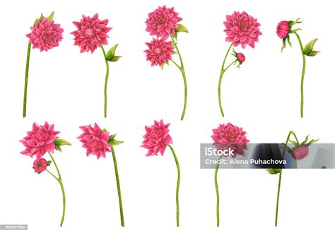 달리아 국화 식물 수채화 삽화 세트입니다 피는 꽃과 새싹 포장 디자인 로고 카드 웨딩 인쇄 초대장 광고 등을 위한 격리된 요소 개체 그룹에 대한 스톡 벡터 아트 및 기타
