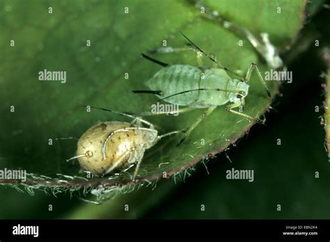 Rose Aphid Greenfly Macrosiphum Rosae Two Rose Aphids On A Rose