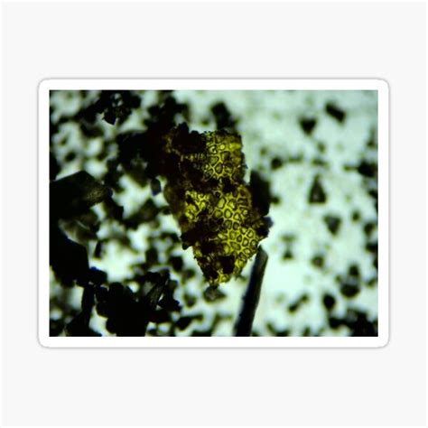 Devonian Plant Microfossil Sticker By Pr0teusunbound Redbubble