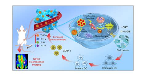 Molecular Engineering Of Nir Ii Excitable Phototheranostic For