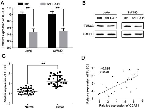 Ccat1 Positively Regulates Tusc3 Expression In Crc Inhibitory Effects