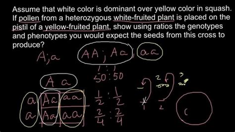 Simple Mendelian Genetics Problem Plant Breeding Hobby