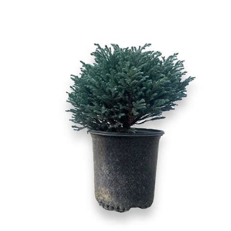 Cypress Shrubs For Sale Online Many Varieties Available — Gardens Of