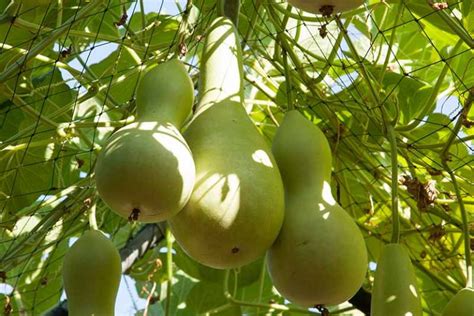 How To Grow And Harvest Birdhouse Gourds Gardeners Path