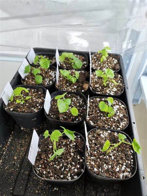棉花遗传转化服务 上海植硕生物科技有限公司官网