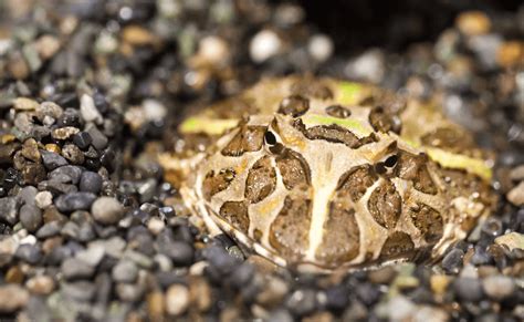 Top 10 Types Of Pacman Frog Morphs And Colors More Reptiles