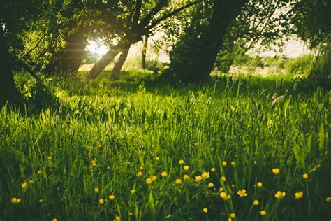 Free Images Tree Nature Forest Blossom Light Plant Field Lawn