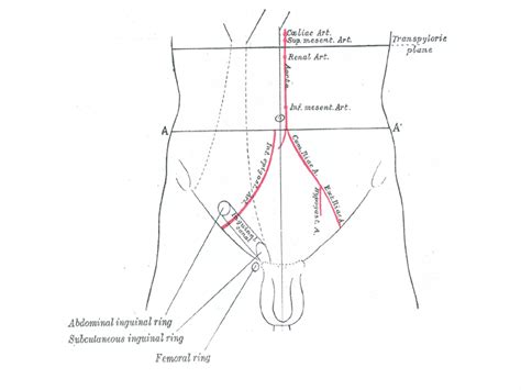 Anatomy Of Inguinal Canal Dr Nesar Ahmad Ppt