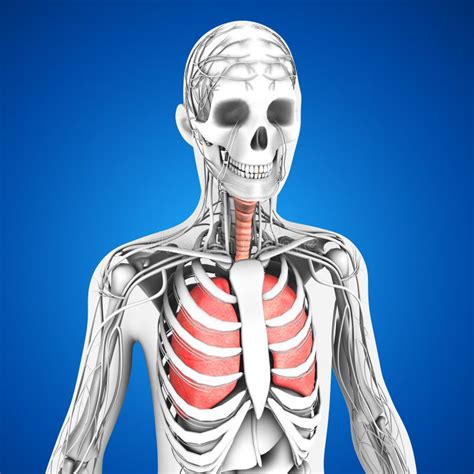 Human Lungs Stock Illustration Illustration Of Biology 55400985