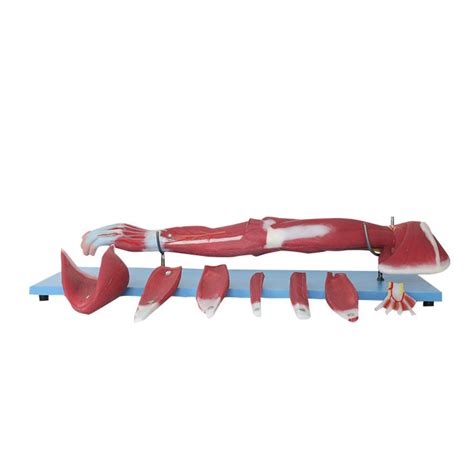 China Dissection Of Upper Limb Soft Silicone Anatomy Model Manufacturers Suppliers Factory