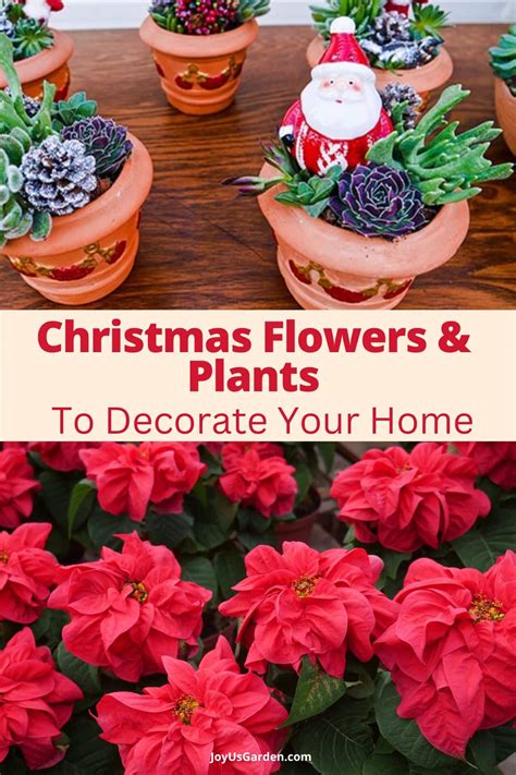 Christmas Plants And Flowers To Decorate Your Home