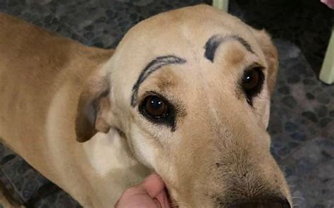 Yucatán Viral Pintan Cejas A Perrito Y Su Foto Se Vuelve Viral Una