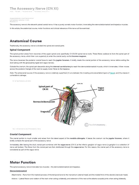 The Accessory Nerve Cn Xi Course Motor Teachmeanatomy Pdf Neck