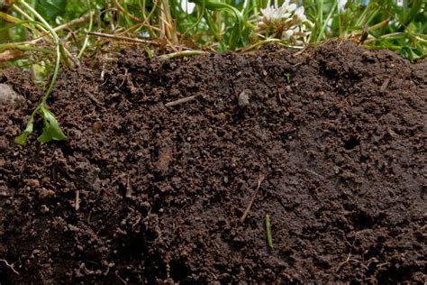 5 Ways To Use Topsoil To Improve Your Lawn And Garden