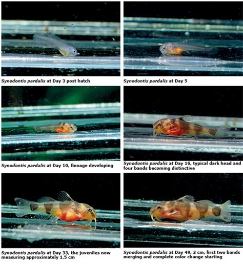 Synodontis Pardalis