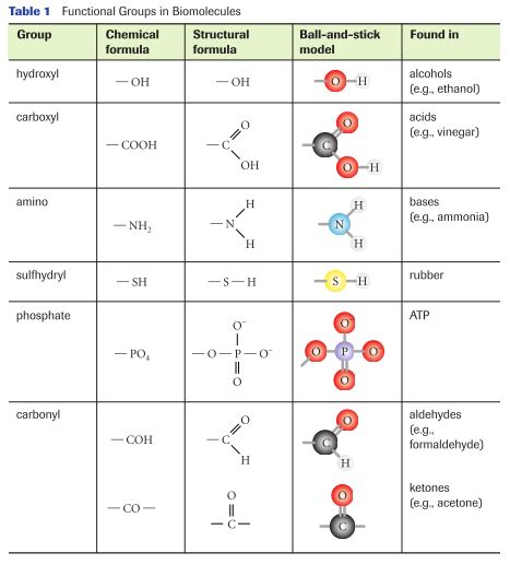 Functional Groups Biology