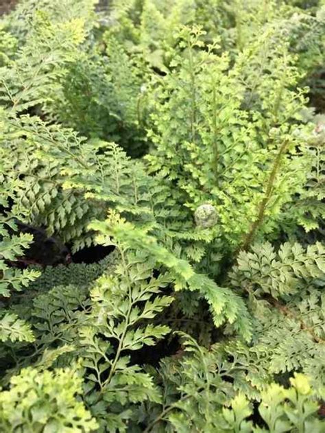 Beaver Plants Polystichum Seti Herrenhausen