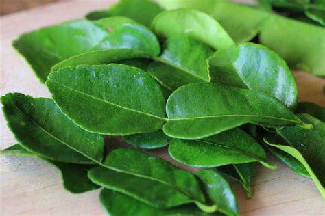 9 Kaffir Lime Leaves Substitutes The Best Substitutes And Their