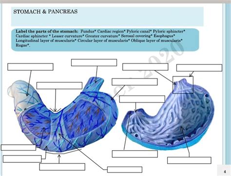 Stomachpancreas Label The Parts Of The Stomach Fundus Cardiac Region