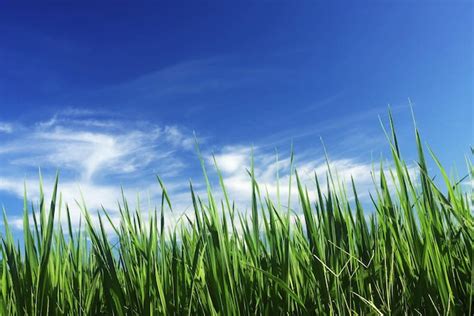 Premium Photo Green Grass And Blue Sky