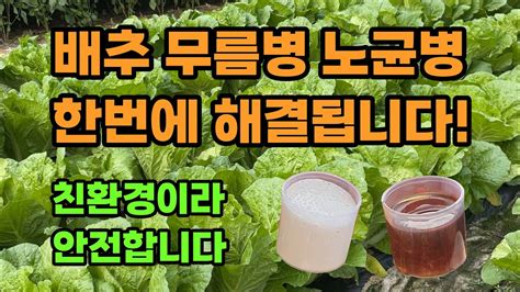 배추 무름병 원인 진딧물 청벌레 친환경 살충제 살균제 규산황 나방진 효과 Youtube