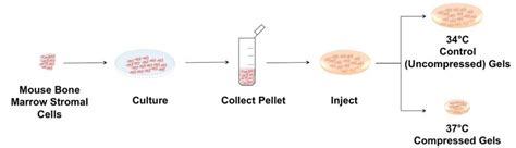 Schematic Of The Experimental Design For The In Vitro Tooth Experiments Download Scientific
