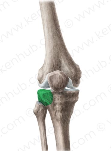 Tibia Fibula Flashcards Quizlet