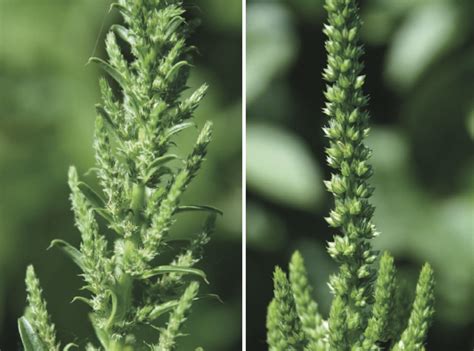Photos How To Identify Palmer Amaranth