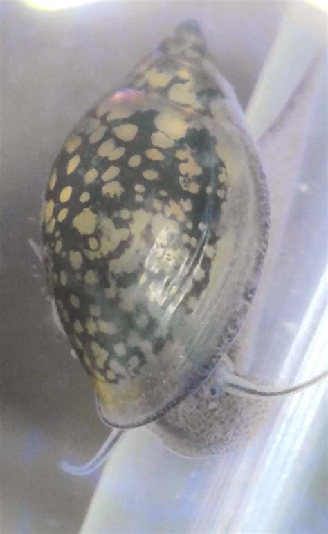 Bladder Snail D R Awwnverts