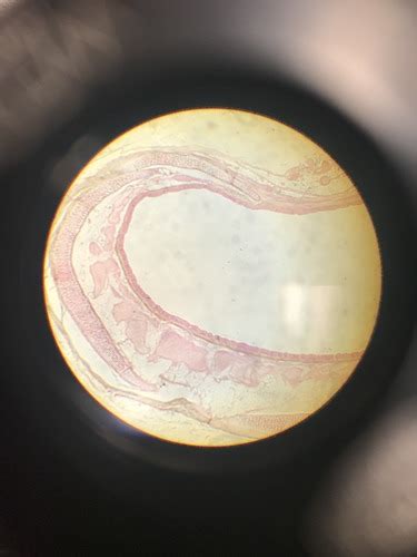 Lab Practical 2 Histology Slides Flashcards Quizlet