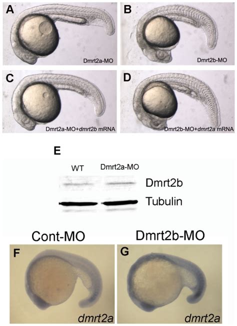 a d morphology of 24 hpf embryos injected with dmrt2a mo a