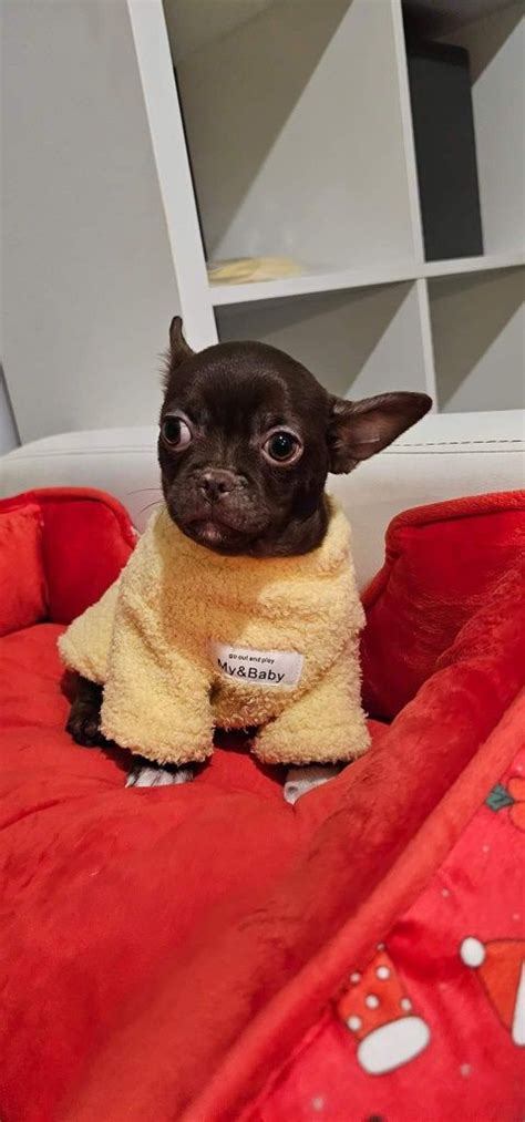 Chihuahua czekoladowy piesek Mszczonów OLX pl