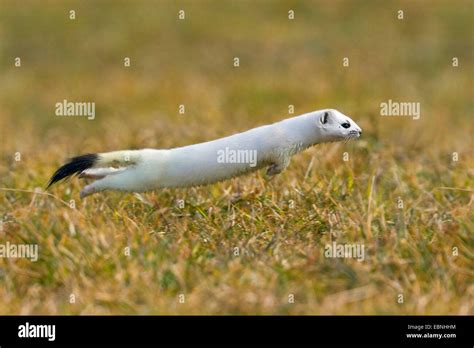 Stoat Jumping