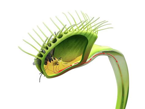 Anatomy Of Venus Fly Trap