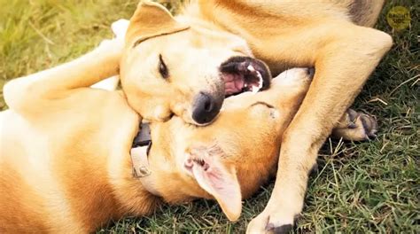 Why Do Dogs Bite Each Others Snouts Understanding Play Behavior