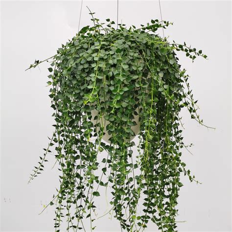 百万心吊兰植物常青盆栽 室内阳台植物 耐阴垂吊悬挂蔓藤植物包邮 小编推荐 WePost 全民代运 马来西亚中国淘宝代运与集运专家