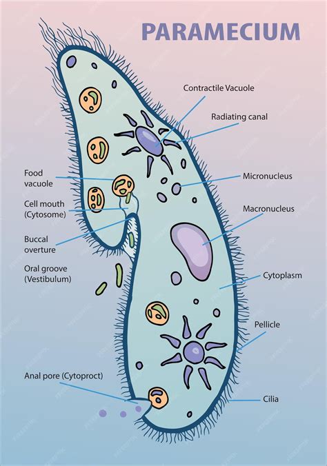 Anatomy Of Paramecium Stock Vector Illustration Of Animal 151863285