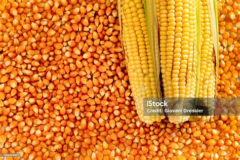 Latar Belakang Tekstur Biji Jagung Dengan Beberapa Telinga Jagung Foto Stok Unduh Gambar