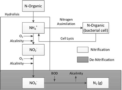 Nitrification De Nitrification Process Scheme Download Scientific