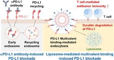 Liposome Mediated PD L1 Multivalent Binding Promotes The Lysosomal