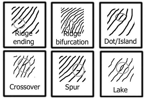 4 Examples Of Various Minutiae Types Download Scientific Diagram