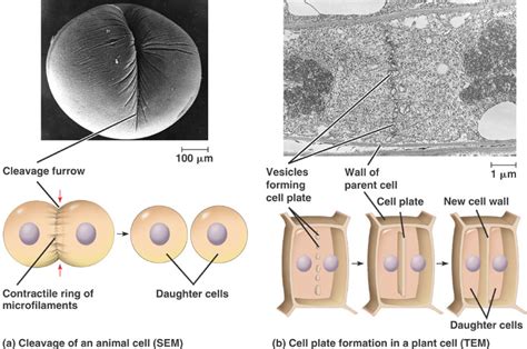 How Does Plants Mitosis Differ From Animals Cell Division