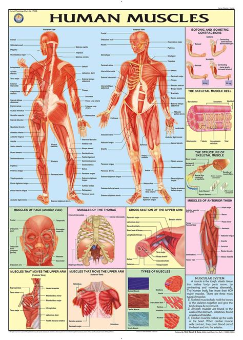 Buy Hp02s Teachingnest Human Muscles Chart 70x100 Cm English