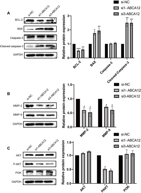 Abca12 Promotes Proliferation And Migration And Inhibits Apoptosis Of
