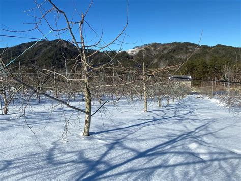 【産地直送】飛騨りんごの剪定をしてます ブログ 通販の桃ならにこッと農園