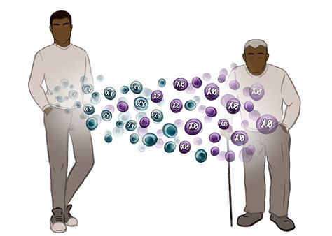 Y Chromosome Loss Makes Men Sicker Sex Chromosome Mutated In Old Age