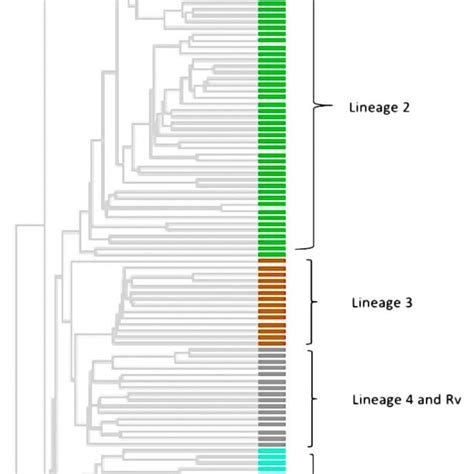 Phylogenetic Analysis Upgma Tree Of 65 Sequenced Genomes Using Snp Download Scientific